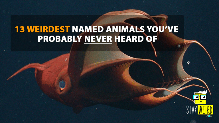 13 Weirdest Named Animals You’ve Probably Never Heard Of | Stay Weird