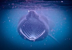 11 Weird Looking Sharks That Make You Stay On Land