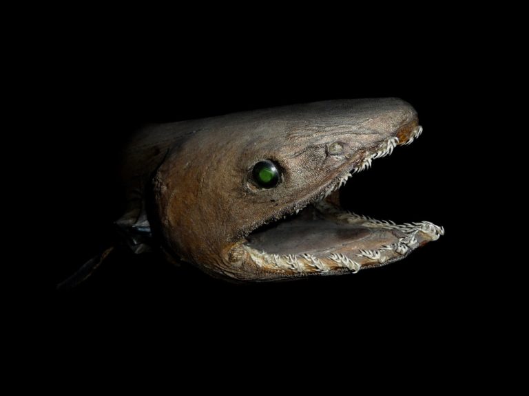 These 11 Weird Looking Sharks That Make You Stay On Land | Stay Weird