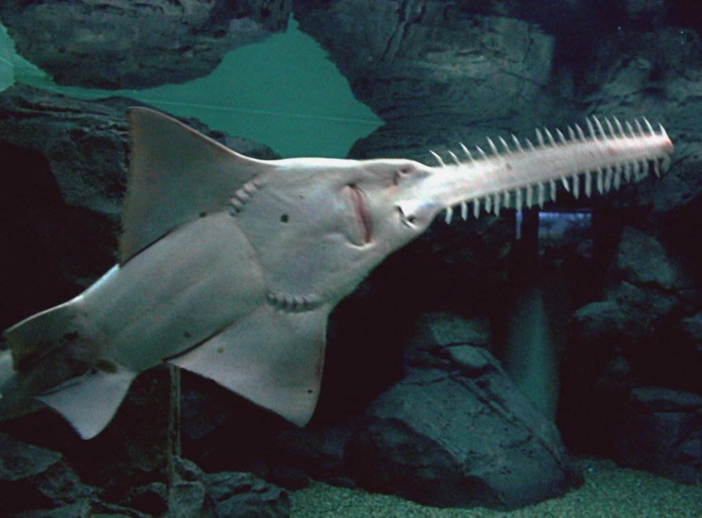 These 11 Weird Looking Sharks That Make You Stay On Land | Stay Weird