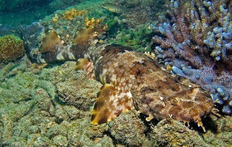 These 11 Weird Looking Sharks That Make You Stay On Land | Stay Weird