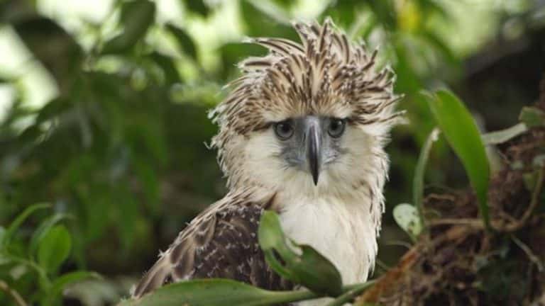 These 12 Weird Looking Birds Will Have You Staring At The Sky | Stay Weird