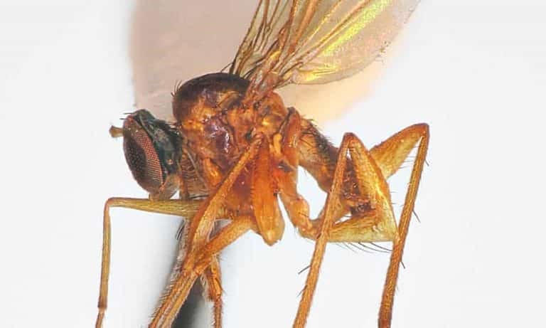 13 Weirdest Named Animals You’ve Probably Never Heard Of | Stay Weird