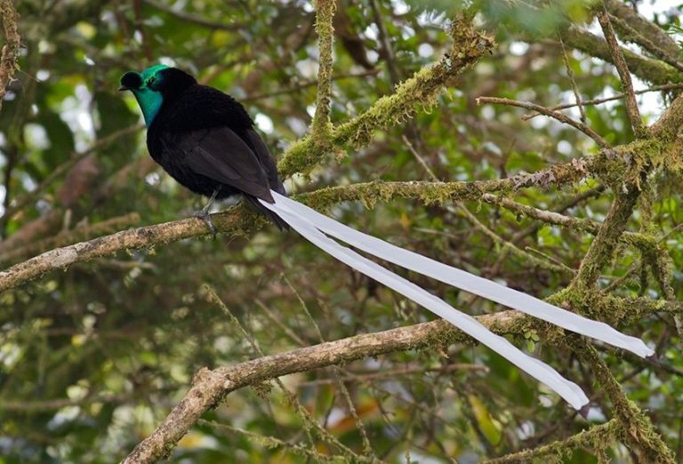 These 12 Weird Looking Birds Will Have You Staring At The Sky | Stay Weird