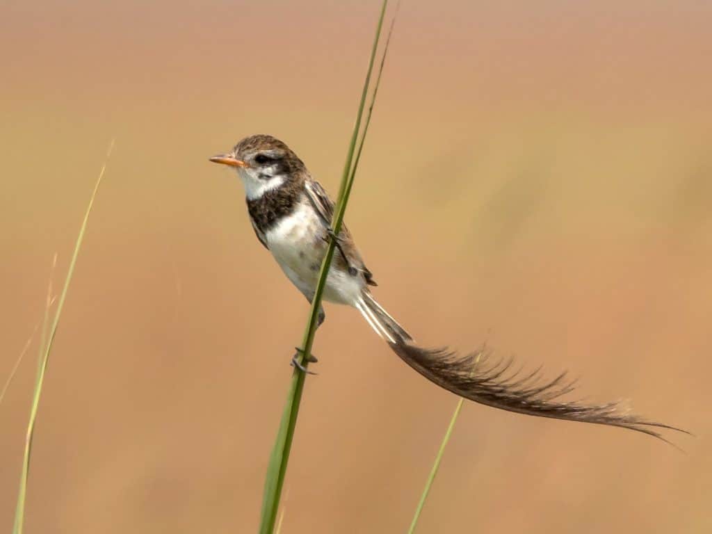 13 Weirdest Named Animals You’ve Probably Never Heard Of | Stay Weird