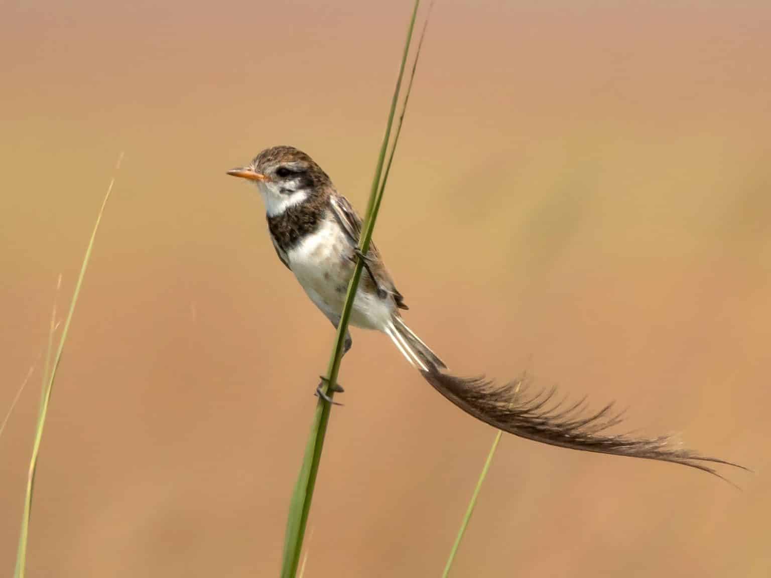 13 Weirdest Named Animals You’ve Probably Never Heard Of | Stay Weird