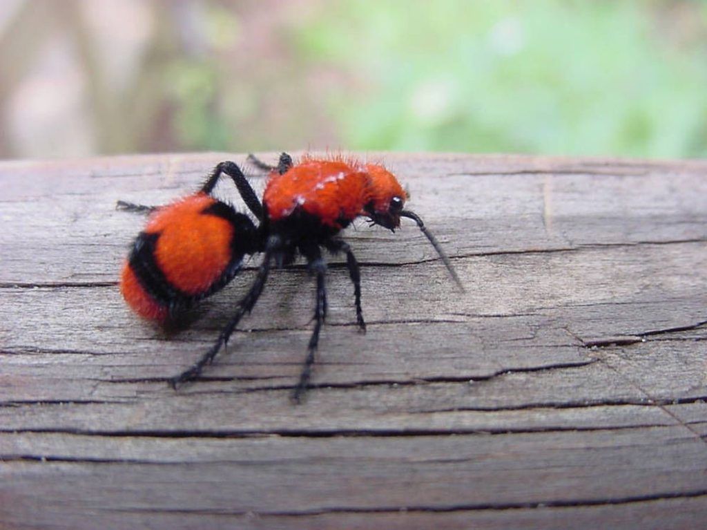11 Weirdest Animals That Exist On This Planet With Us | Stay Weird