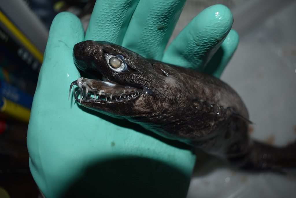 These 11 Weird Looking Sharks That Make You Stay On Land | Stay Weird