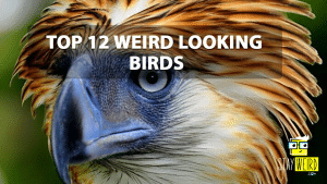 These 12 Weird Looking Birds Will Have You Staring At The Sky | Stay Weird