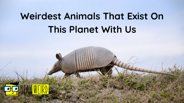 The 20 Weirdest Majors for Unique Students to Study - Stay Weird