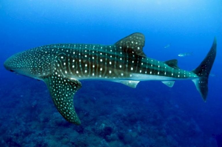 These 11 Weird Looking Sharks That Make You Stay On Land | Stay Weird