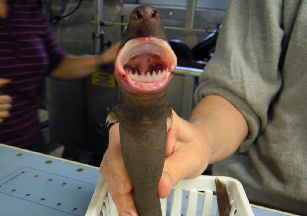These 11 Weird Looking Sharks That Make You Stay On Land | Stay Weird