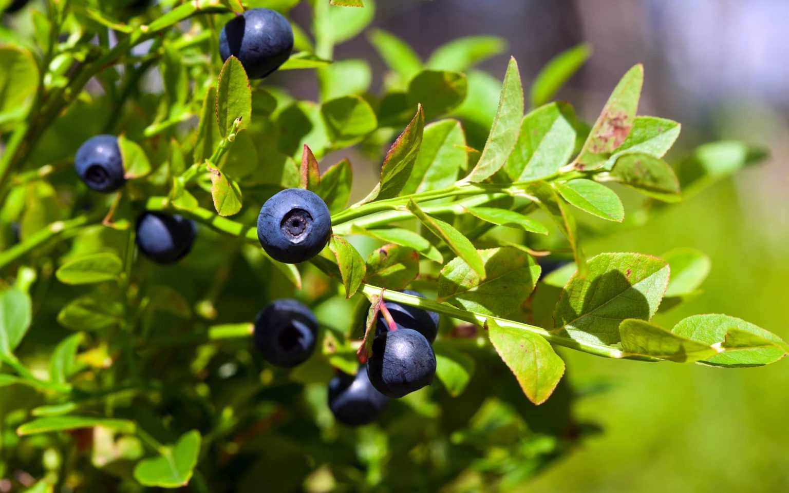 9 Weirdest Berries From All Around The World | Stay Weird