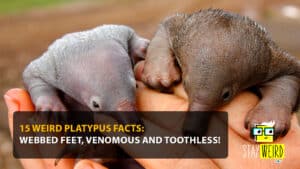 15 Weird Platypus Facts: Webbed Feet, Venomous And Toothless! | Stay Weird