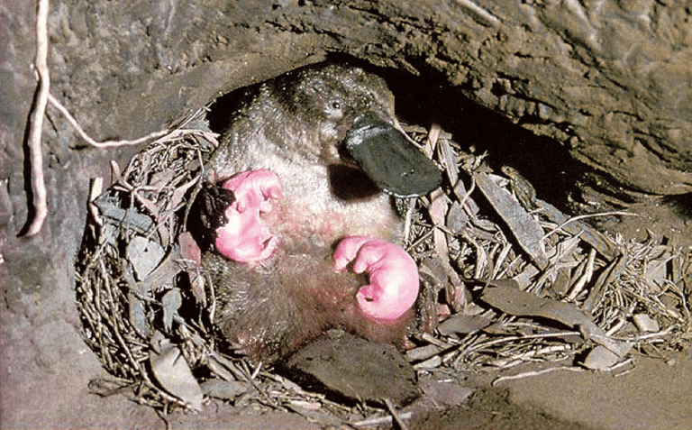 15 Weird Platypus Facts: Webbed Feet, Venomous And Toothless! | Stay Weird