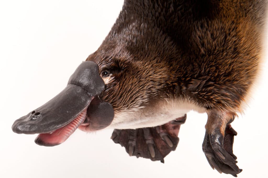 15 Weird Platypus Facts: Webbed Feet, Venomous And Toothless! | Stay Weird