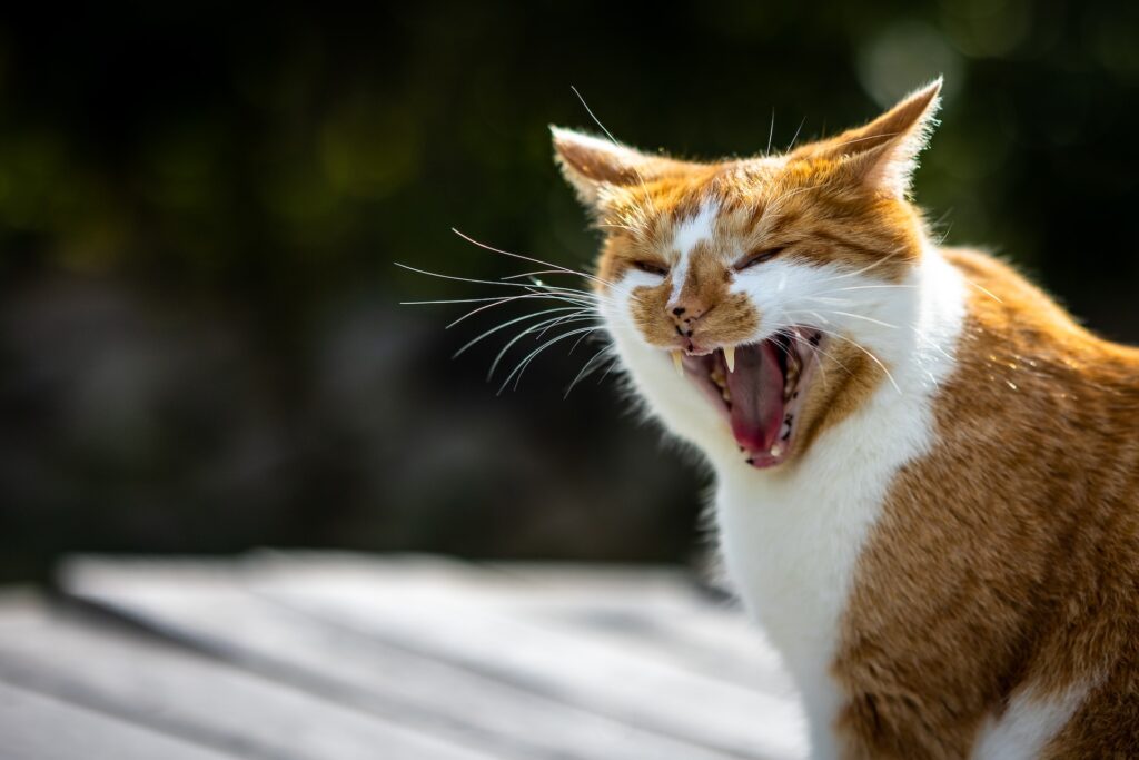 24 Weird Cat Behaviors Explained: What Are They Trying To Say? | Stay Weird
