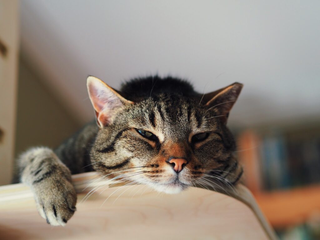 24 Weird Cat Behaviors Explained: What Are They Trying To Say? | Stay Weird