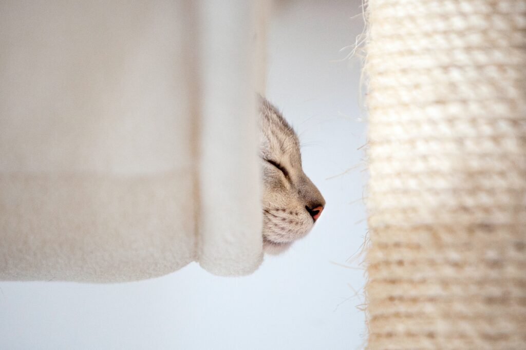 24 Weird Cat Behaviors Explained: What Are They Trying To Say? | Stay Weird
