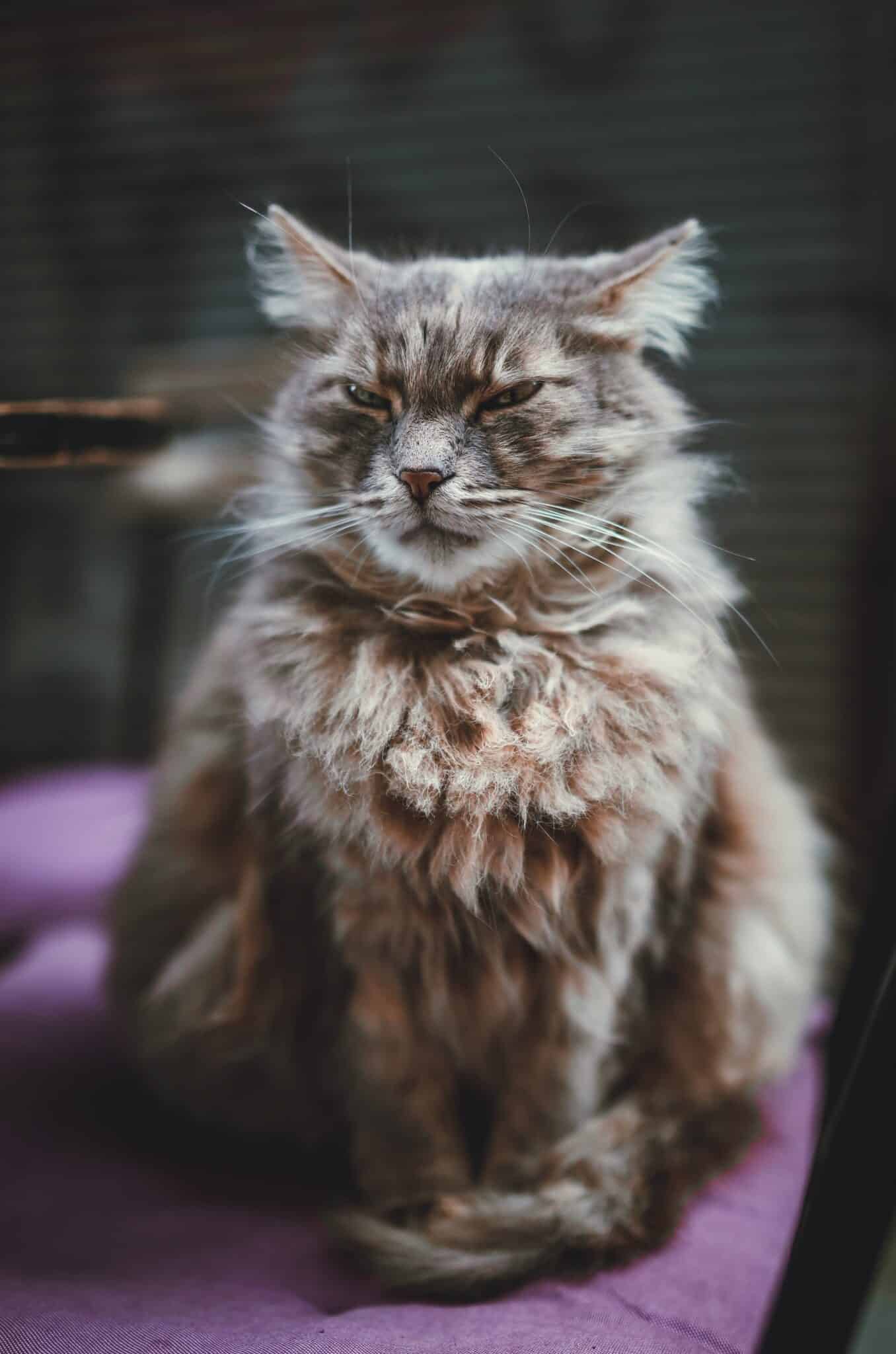 24 Weird Cat Behaviors Explained: What Are They Trying To Say? | Stay Weird