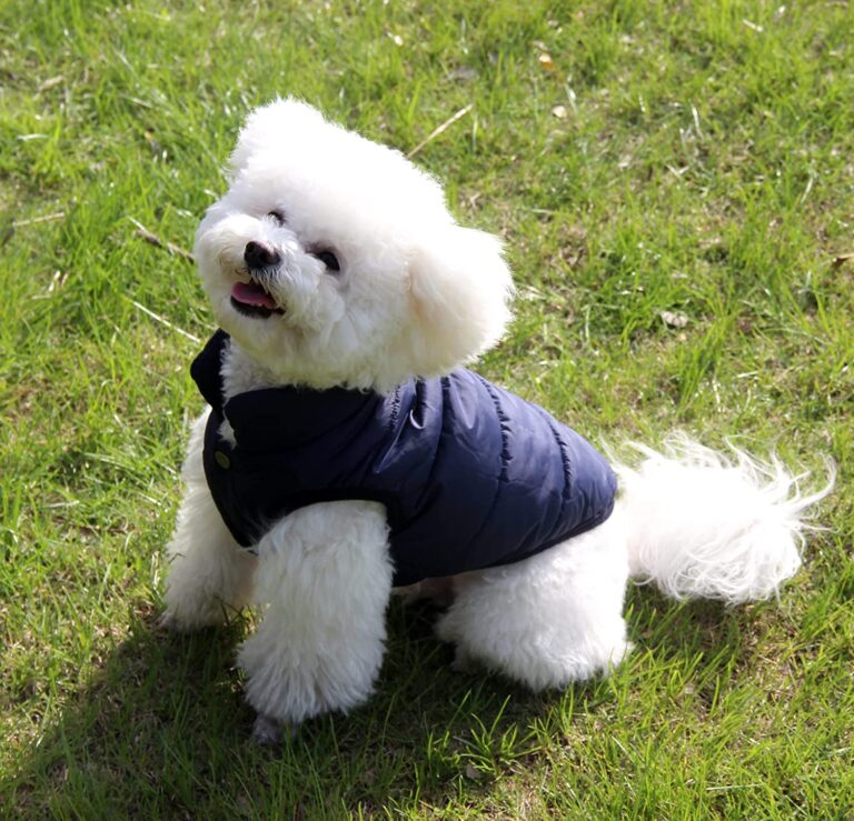 19 Cute Dog Outfits That’ll Make Your Pup Look Irresistible | Stay Weird