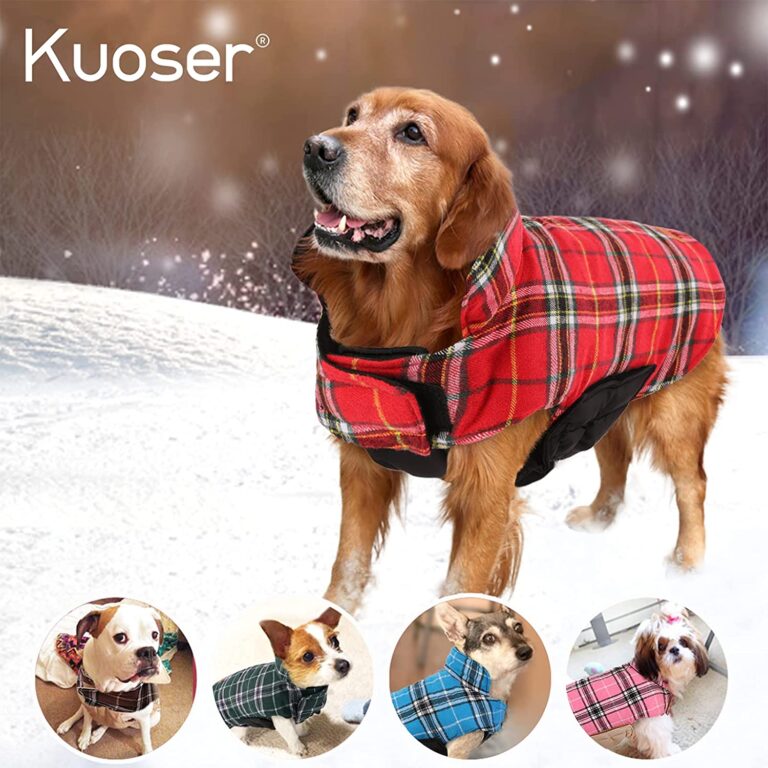 19 Cute Dog Outfits That’ll Make Your Pup Look Irresistible | Stay Weird