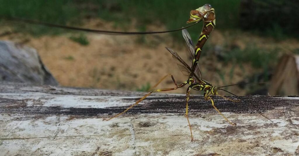 When 22 Bugs Pretend To Be Something Else: An Insect Mimicry Guide ...