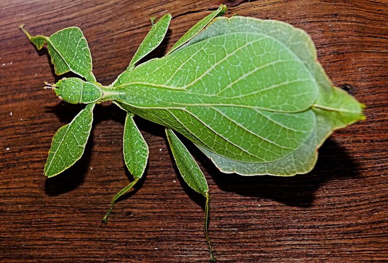When 22 Bugs Pretend To Be Something Else: An Insect Mimicry Guide ...