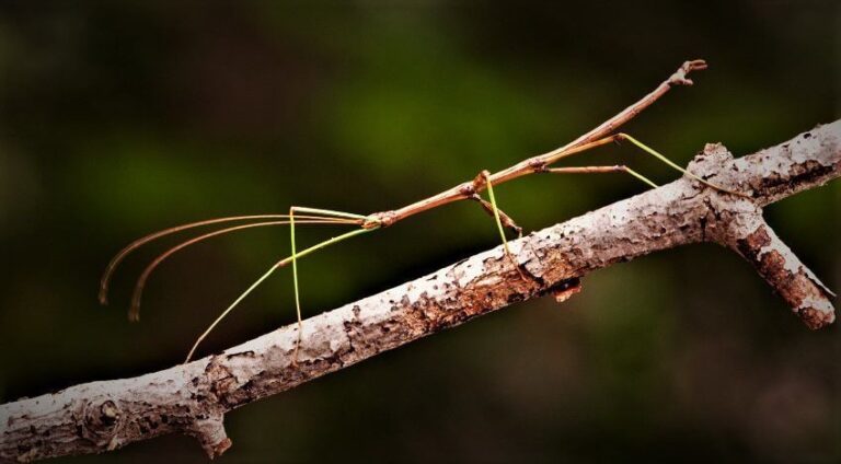 When 22 Bugs Pretend To Be Something Else: An Insect Mimicry Guide | Stay Weird