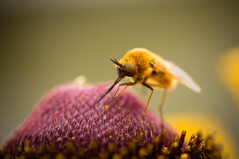 When 22 Bugs Pretend To Be Something Else: An Insect Mimicry Guide ...