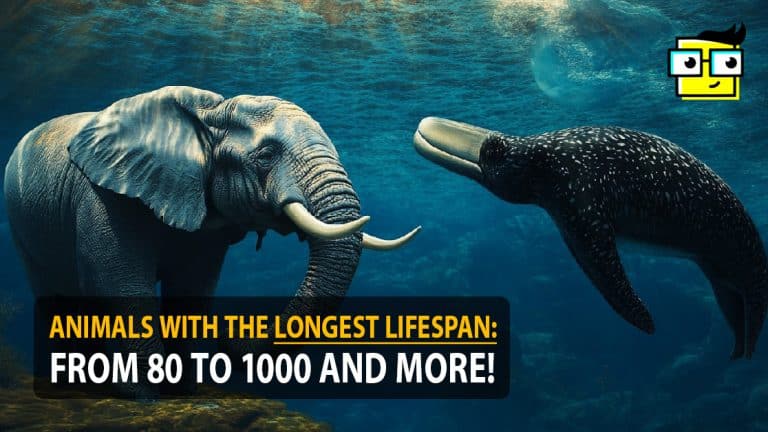 Animals With The Longest Lifespan: From 80 To 1000 And More! | Stay Weird