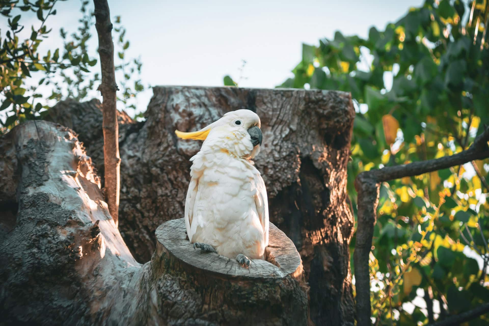 Animals With The Longest Lifespan: From 80 To 1000 And More! | Stay Weird