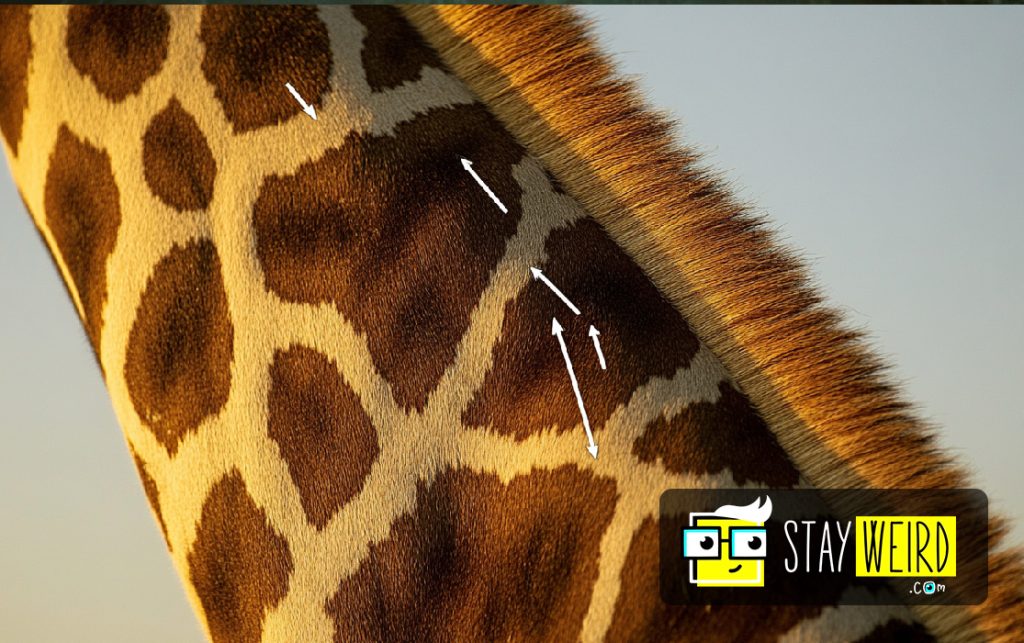 Tall Tales: 14 Fun and Weird Facts About Giraffes! | Stay Weird