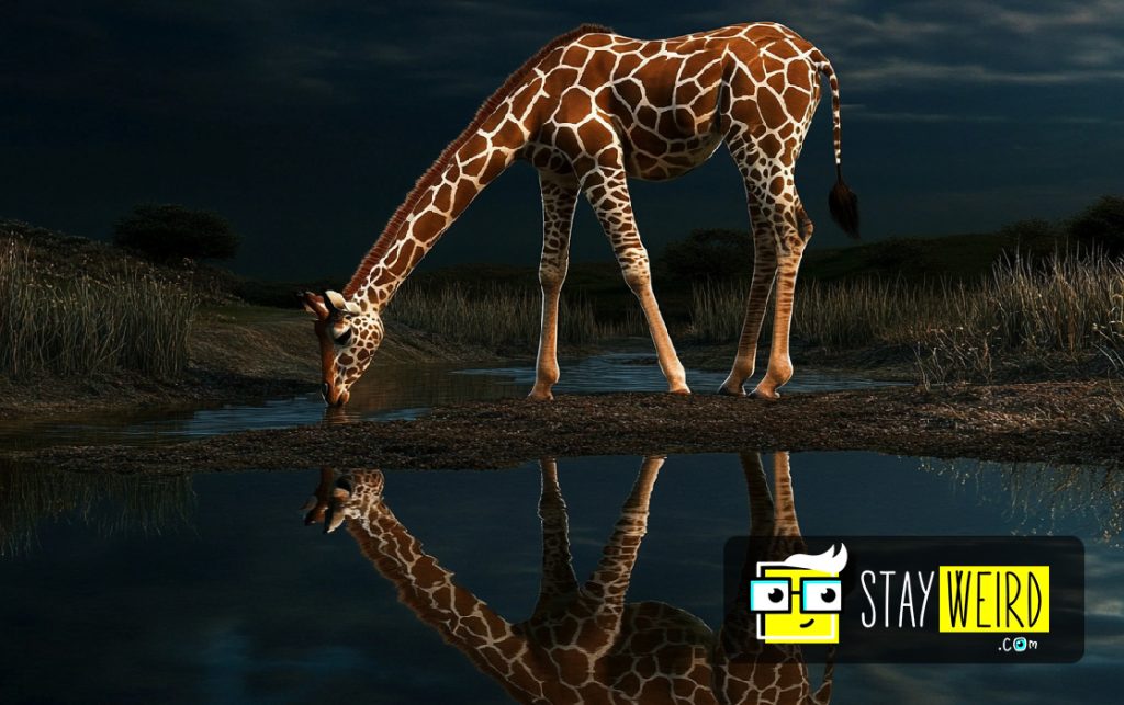 Tall Tales: 14 Fun and Weird Facts About Giraffes! | Stay Weird