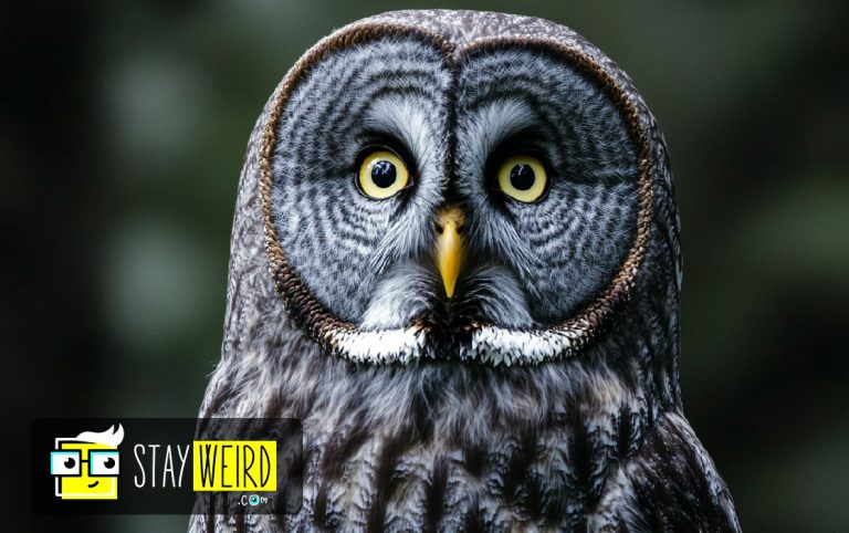 15 Fascinating, Weird, and Wonderful Facts About Owls | Stay Weird