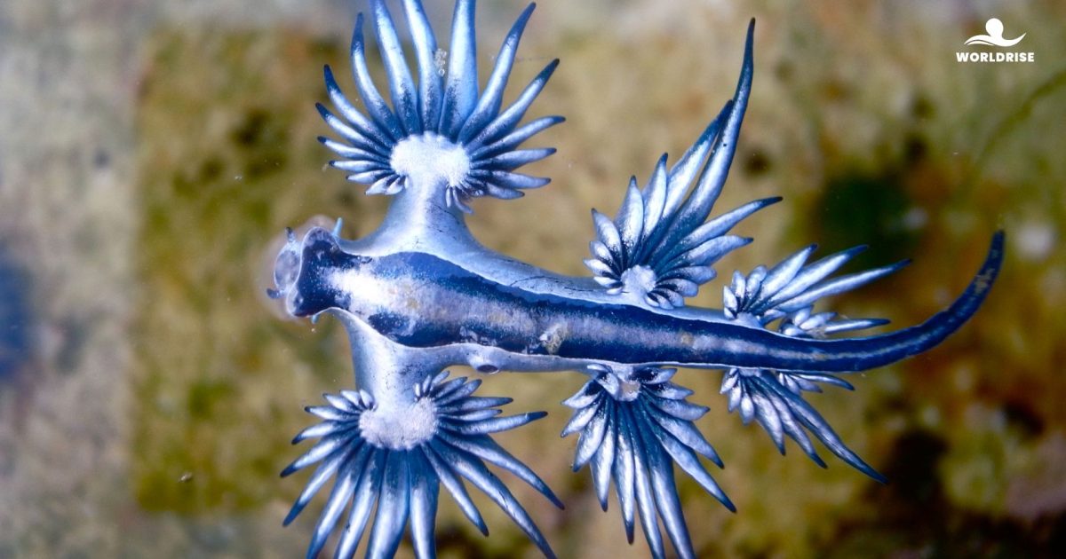 Dive into the Deep: 10 Weird Sea Creatures That Will Leave You in Awe ...