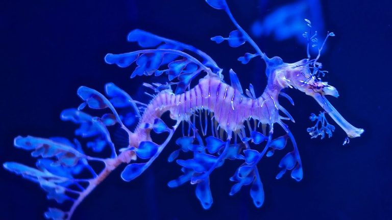 Dive into the Deep: 10 Weird Sea Creatures That Will Leave You in Awe ...