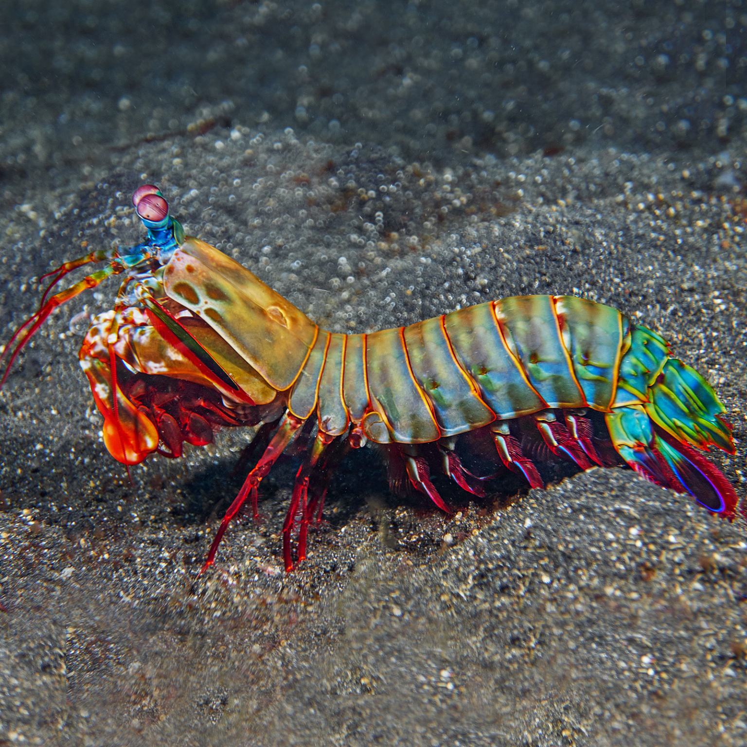 Dive into the Deep: 10 Weird Sea Creatures That Will Leave You in Awe ...