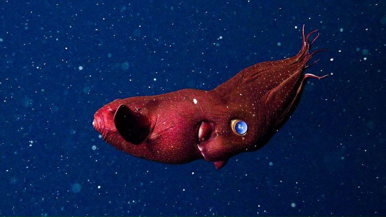 Dive into the Deep: 10 Weird Sea Creatures That Will Leave You in Awe ...