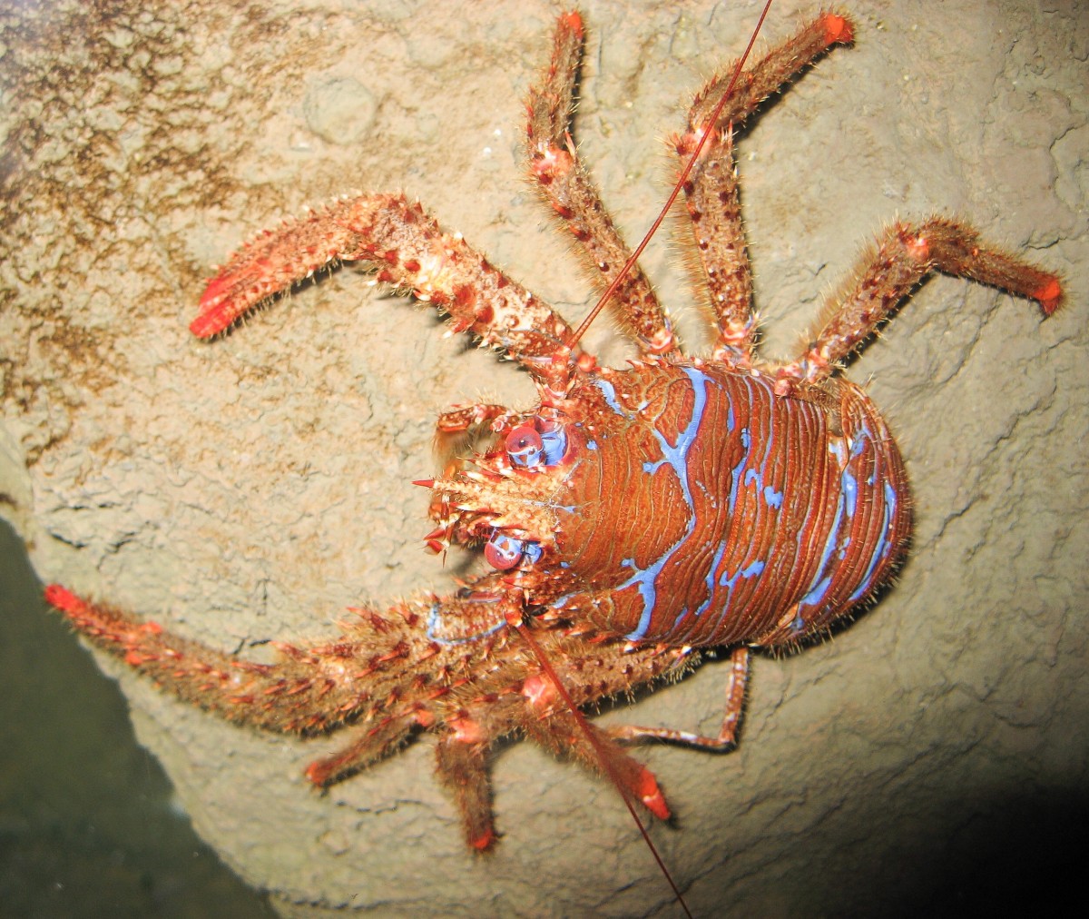 Dive into the Deep: 10 Weird Sea Creatures That Will Leave You in Awe ...