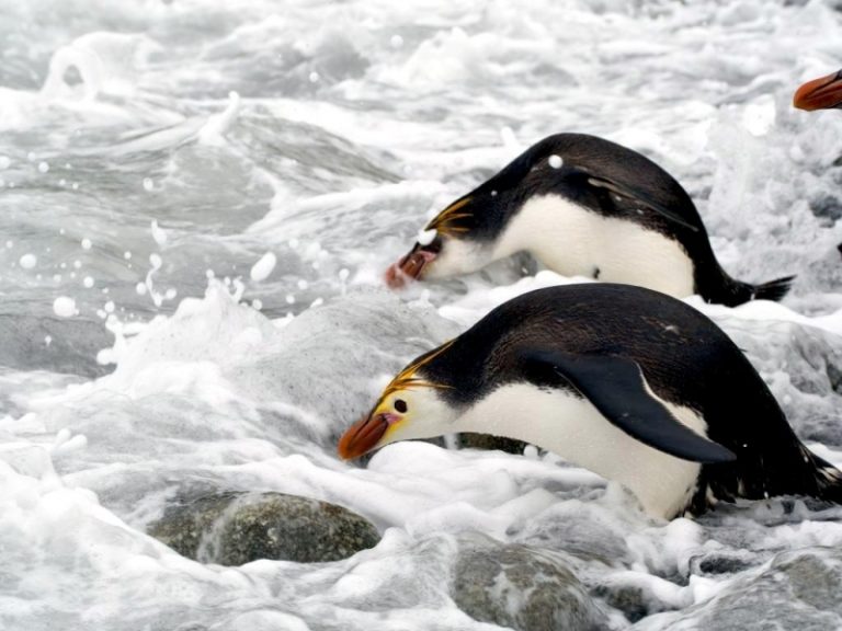 10 Fascinating and Bizarre Facts About Penguins That Will Make You Go ...