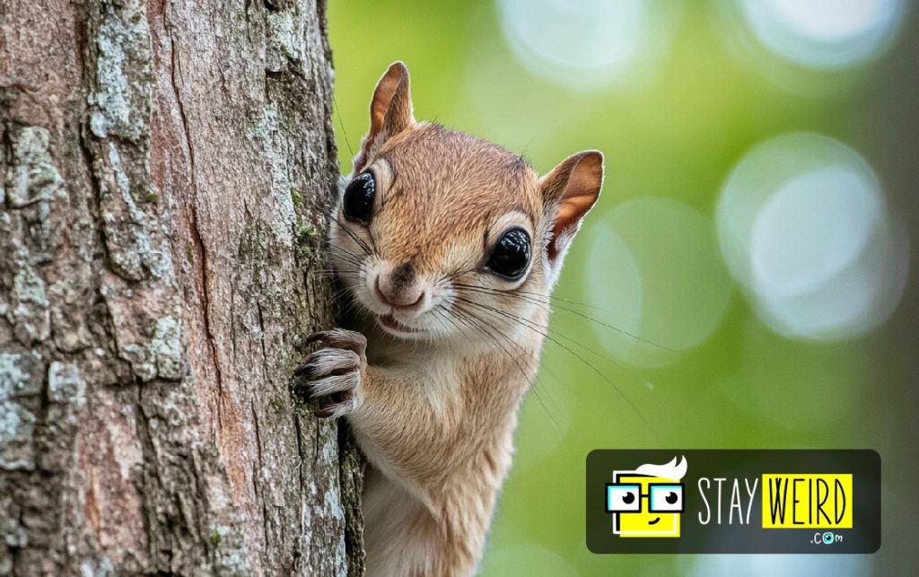 15 Amazing Facts About Flying Squirrels: Nature’s Tiny Gliders | Stay Weird