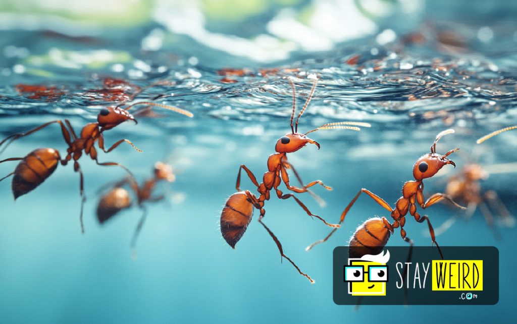 24 Interesting Facts About Ants: Tiny Creatures, Big Surprises! | Stay ...