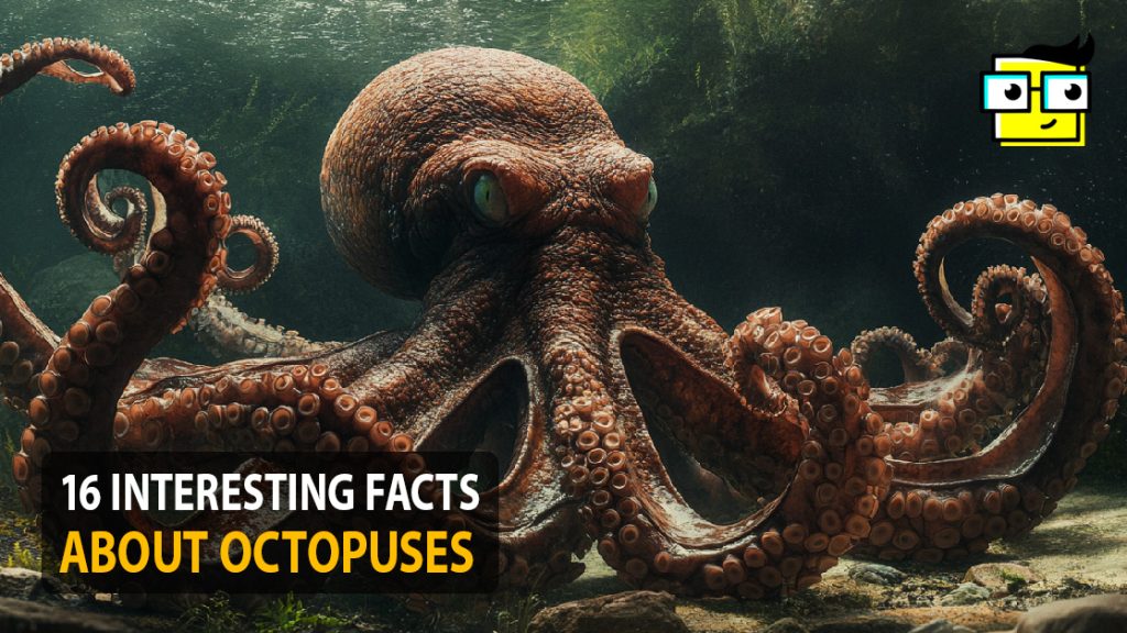 16 Fascinating Facts About Octopuses, Underwater Wonders | Stay Weird