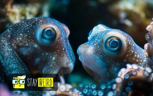 16 Fascinating Facts About Octopuses, Underwater Wonders | Stay Weird