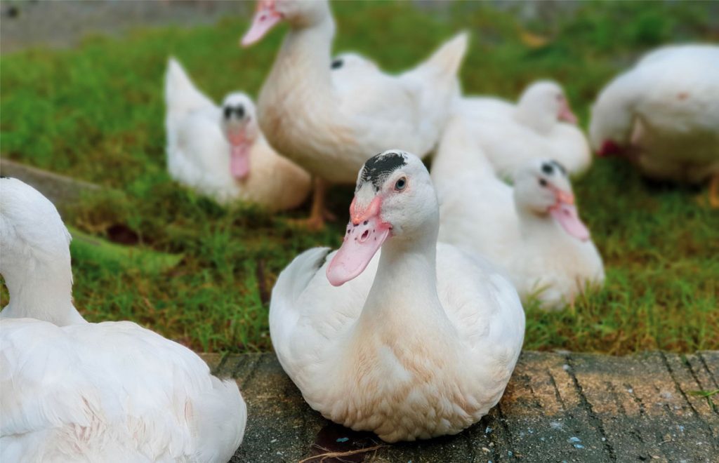 15 Weird Animal Hybrids That Break Nature’s Rules! | Stay Weird